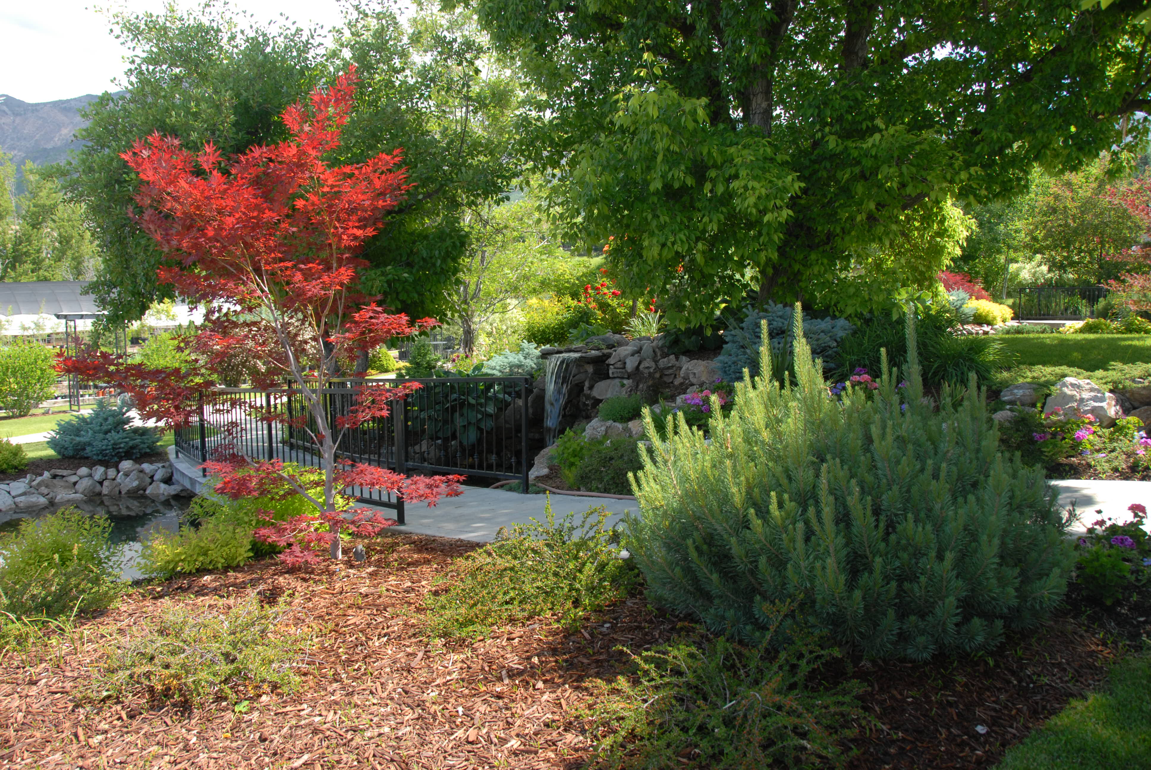 jap maple-waterfall - Lomond View Nursery